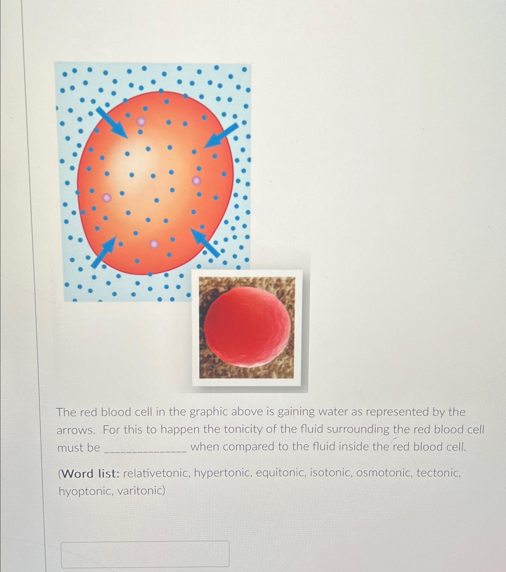 Solved The red blood cell in the graphic above is gaining | Chegg.com