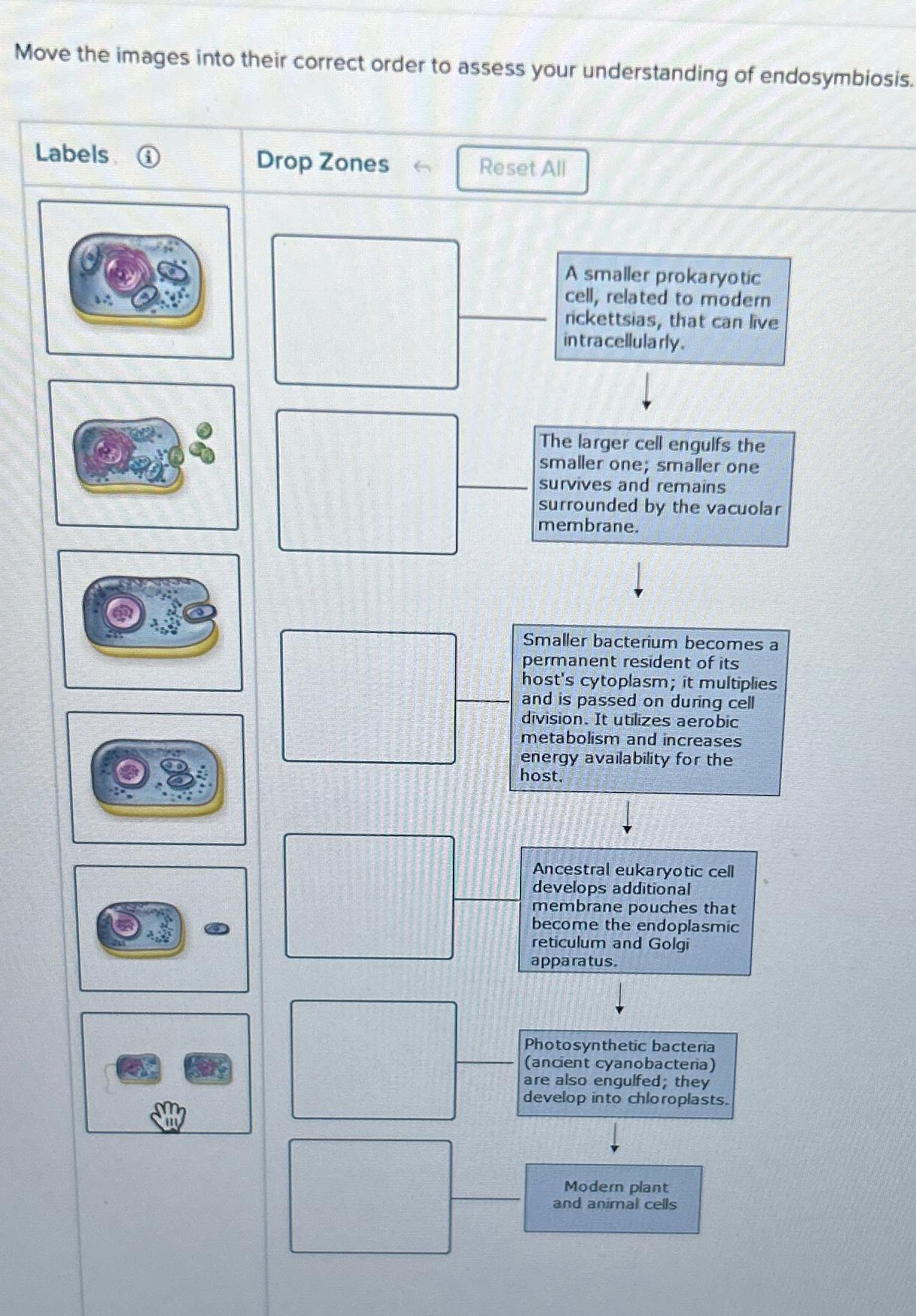 Solved Move the images into their correct order to assess | Chegg.com