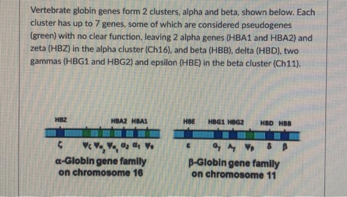 Solved Vertebrate globin genes form 2 clusters, alpha and | Chegg.com