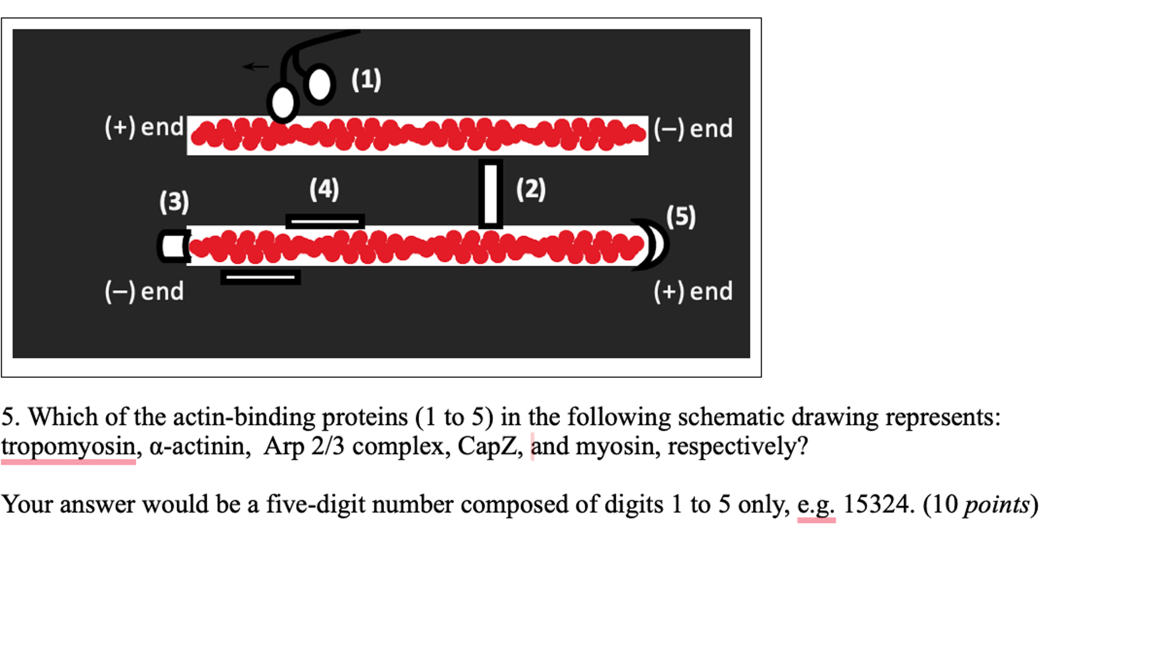 Solved Which of the actin-binding proteins ( 1 ﻿to 5 ) ﻿in | Chegg.com