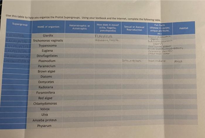 Solved Would someone please check my flowchart of protist | Chegg.com