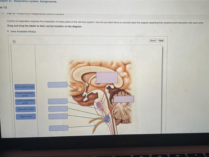 Solved hapter 25. Respiratory system. Assignments. mm 13 | Chegg.com Solved hapter 25. Respiratory system. Assignments. mm 13 | Chegg.com