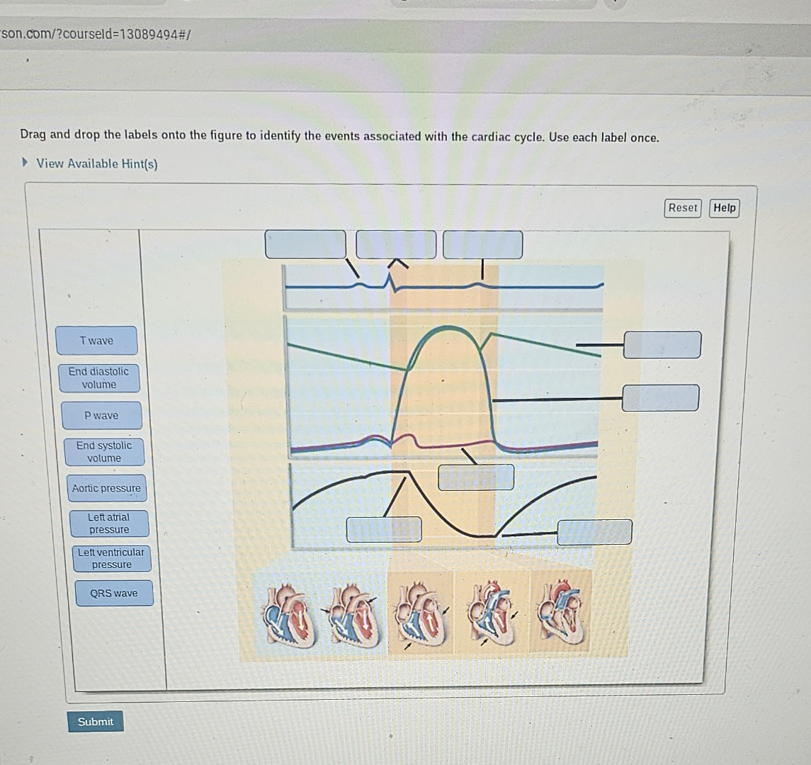 Solved son.com/?courseld=13089494#/Drag and drop the labels | Chegg.com