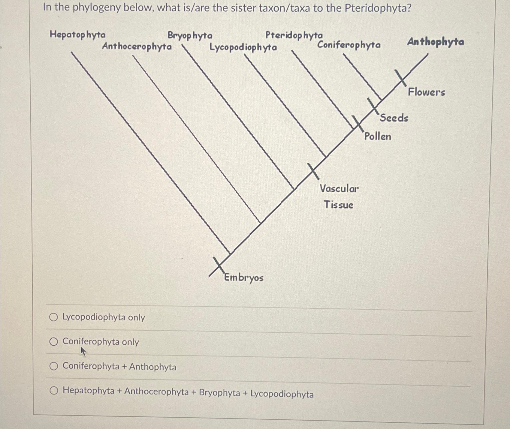 Solved In the phylogeny below, what is/are the sister | Chegg.com