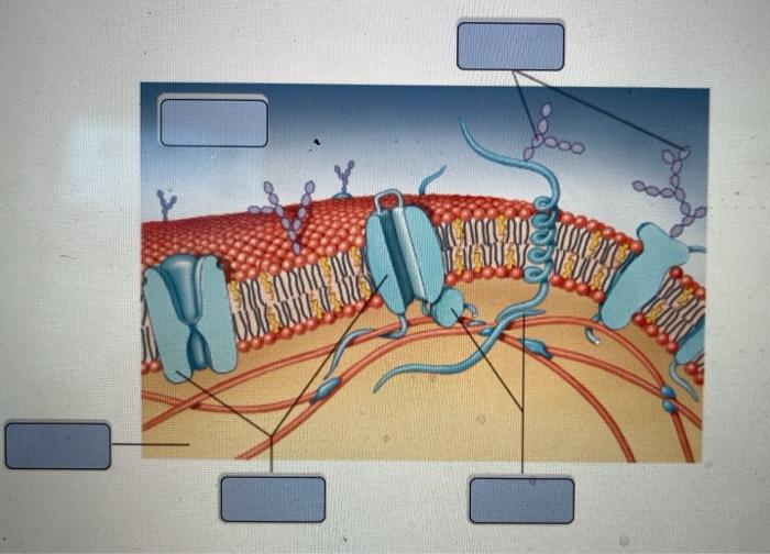 Solved fill in correct labels: drag the labels into the | Chegg.com