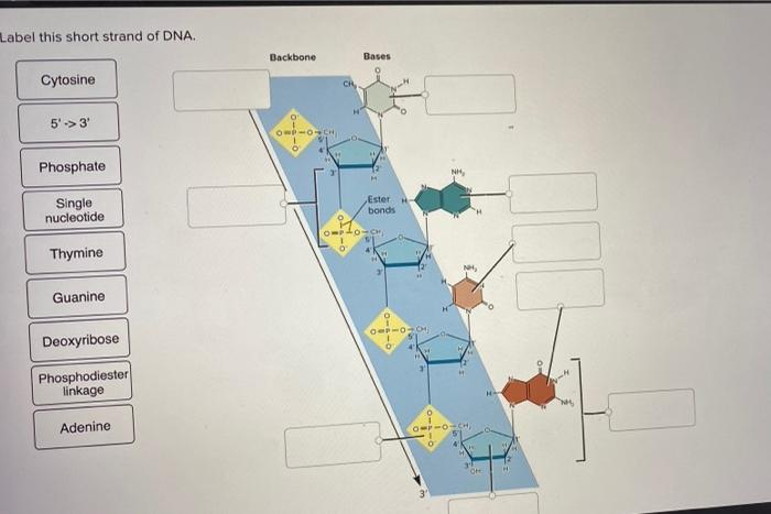 Solved Label this short strand of DNA. Backbone Bases | Chegg.com