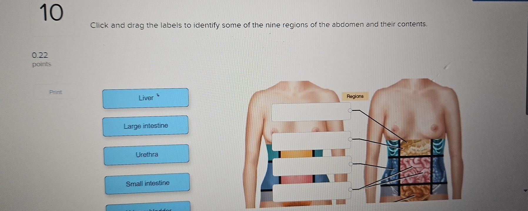 Solved 10Click and drag the labels to identify some of the | Chegg.com
