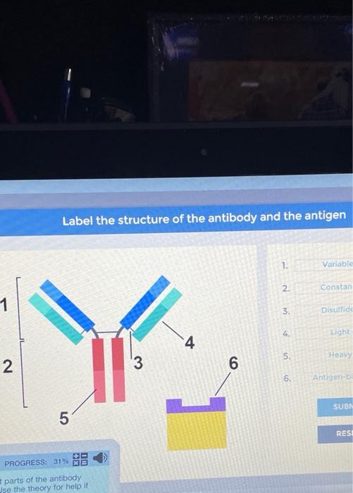 Solved Label the structure of the antibody and the antigen | Chegg.com
