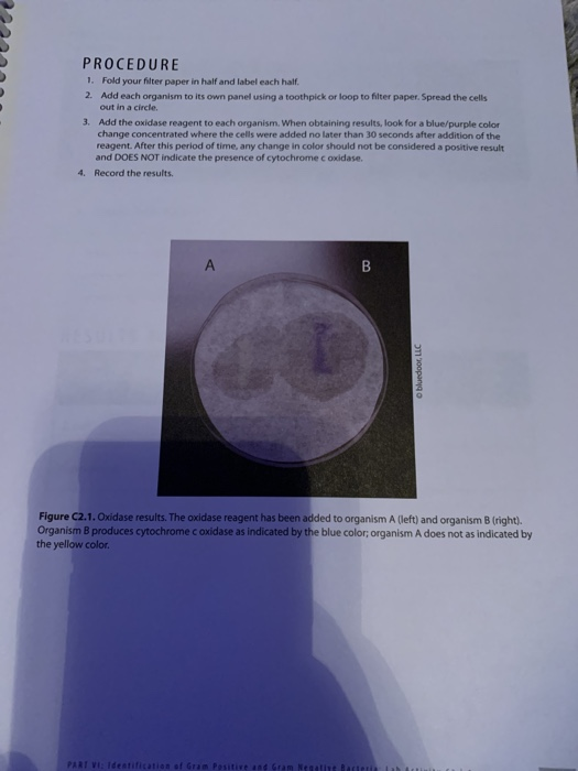 Solved UU PART VI: IDENTIFICATION OF GRAM POSITIVE AND GRAM | Chegg.com