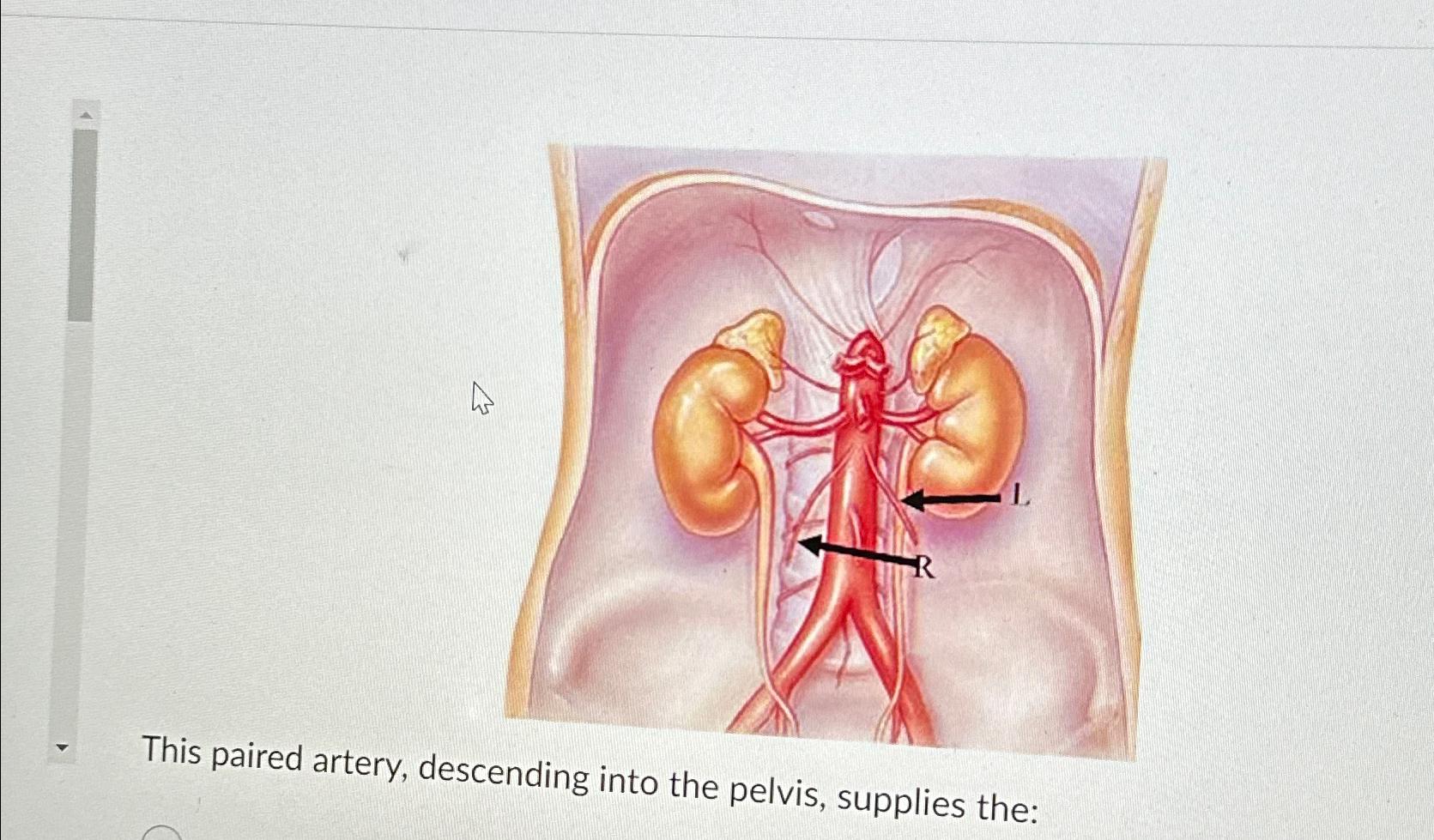 Solved This paired artery, descending into the pelvis, | Chegg.com
