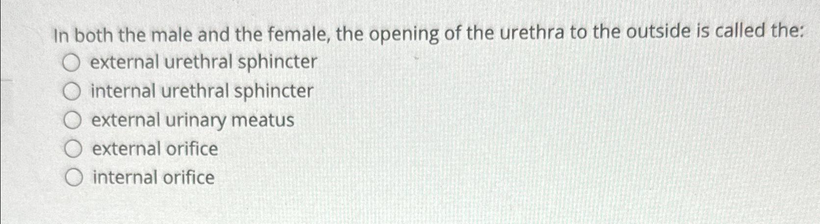 Solved In both the male and the female, the opening of the | Chegg.com