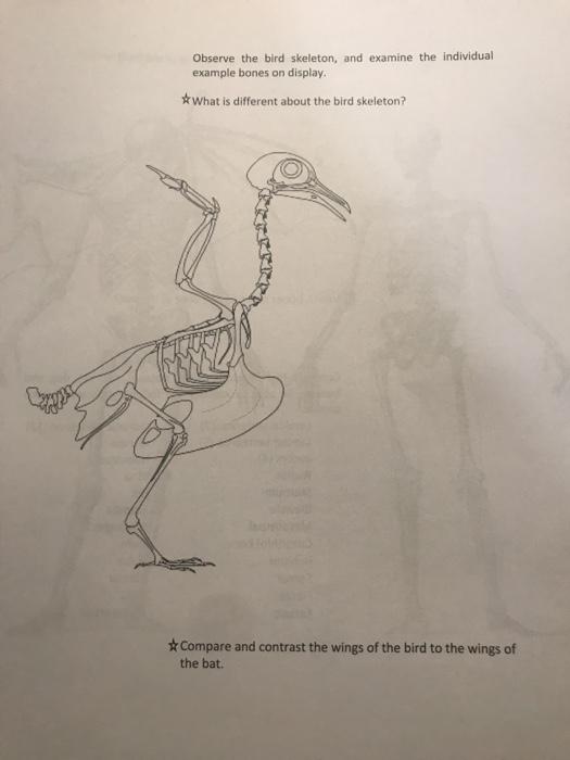 Solved Bony Endoskeleton The bony endoskeleton is an | Chegg.com