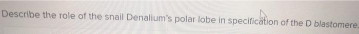 Solved Describe the role of the snail Denalium's polar lobe | Chegg.com