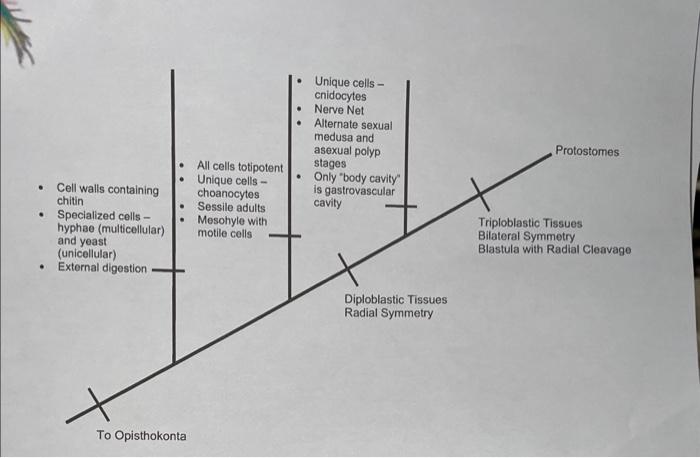 Please help!! Cladograms!! I need help classifying | Chegg.com