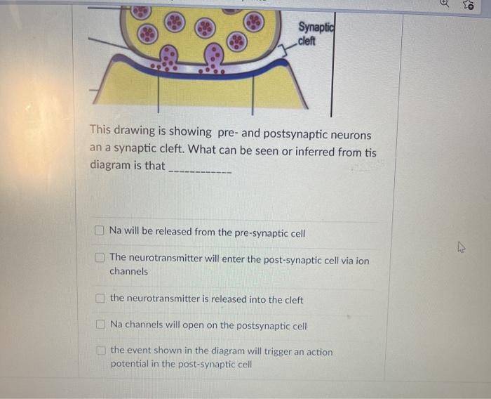 Solved JO Synaptic cleft 29 This drawing is showing pre- and | Chegg.com