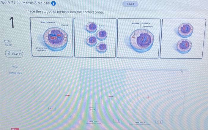 Solved Place the stages of meiosis into the correct order. | Chegg.com