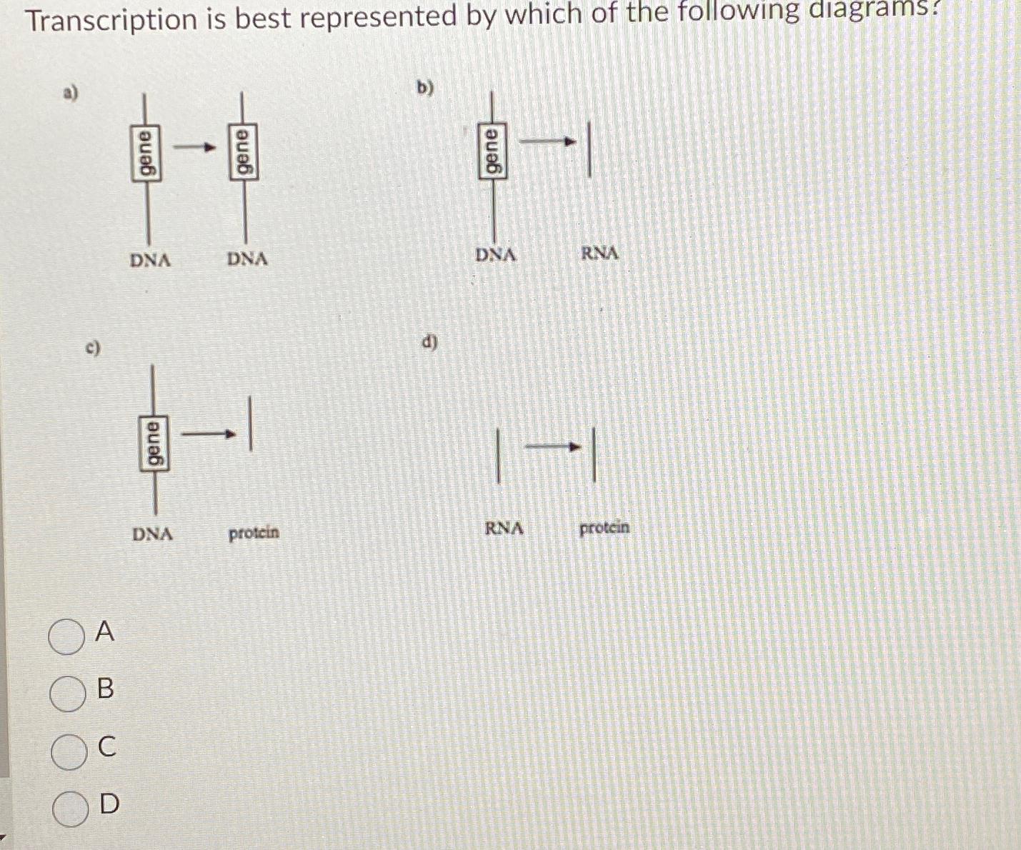 Solved Transcription is best represented by which of the | Chegg.com