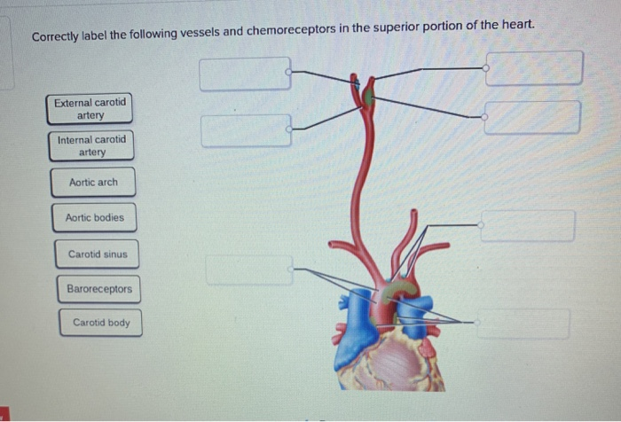 Solved Correctly label the following vessels and | Chegg.com