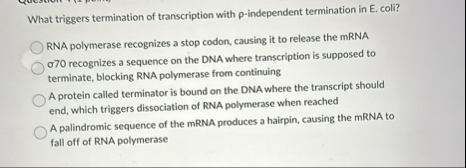 Solved What triggers termination of transcription with | Chegg.com