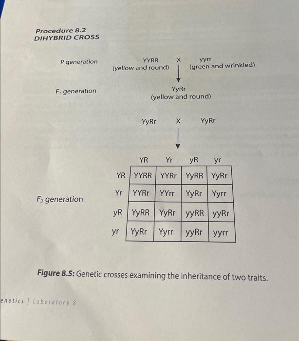 Solved F2 generation Figure 8.5: Genetic crosses examining | Chegg.com
