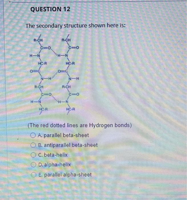 Solved The two types of beta sheets are: A. left-handed beta | Chegg.com