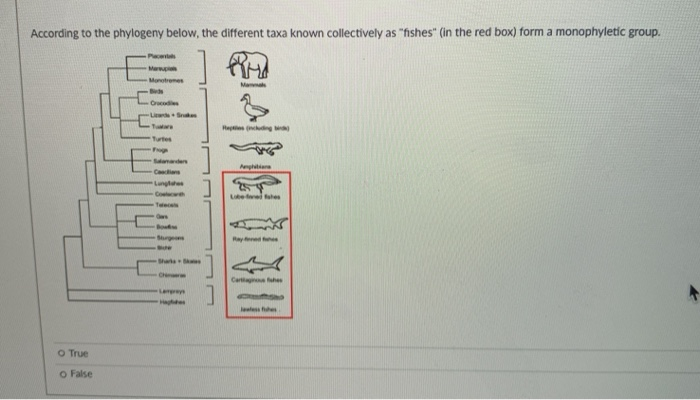 Solved Apomorphic traits are more useful than plesiomorphic | Chegg.com