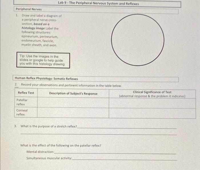Solved Lab 9 - The Peripheral Nervous System and Reflexes | Chegg.com
