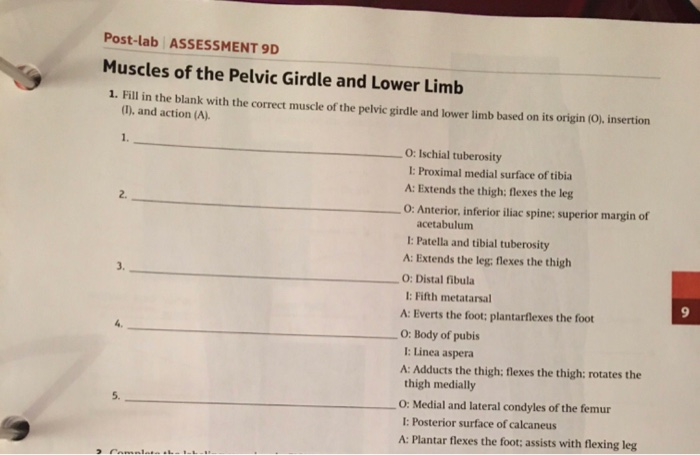 Solved Pre-lab ASSIGNMENT 9E Build a Muscle Draw and label | Chegg.com