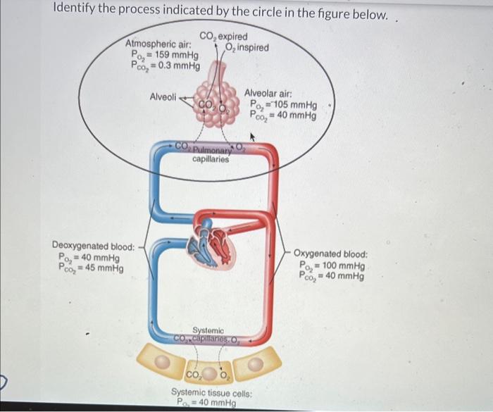 [Solved]: Identify the process indicated by the circle in t