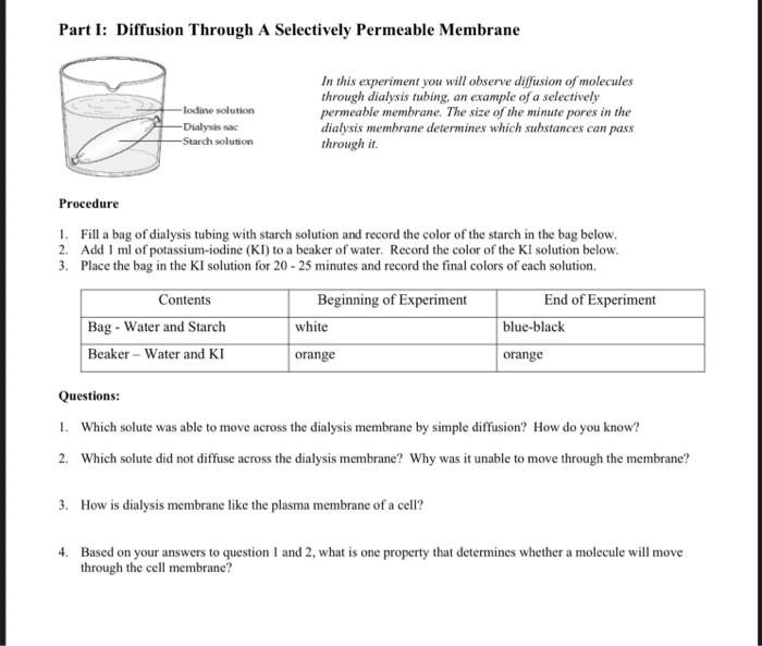 Solved Part I: Diffusion Through A Selectively Permeable | Chegg.com