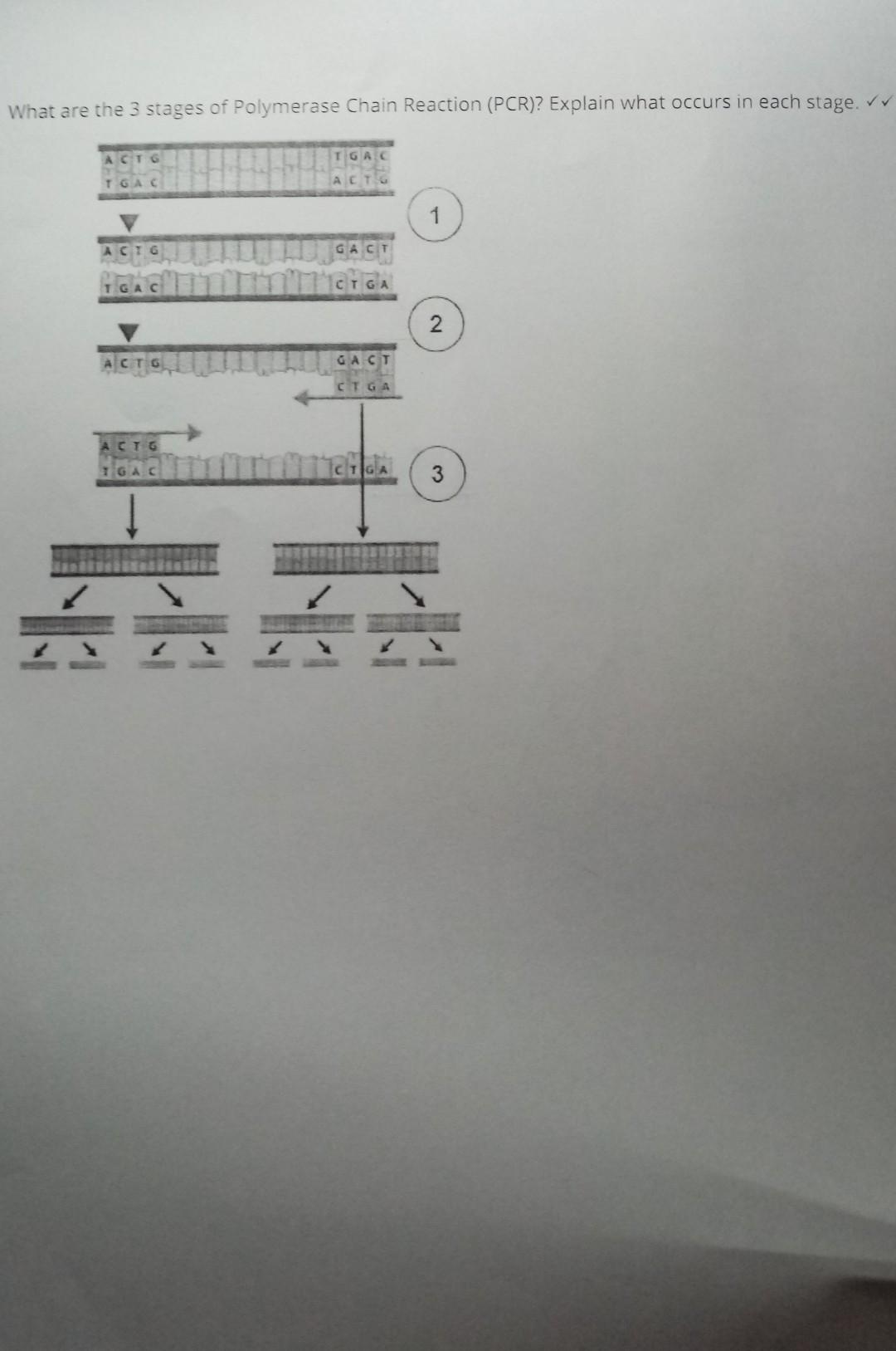 Solved What are the 3 stages of Polymerase Chain Reaction | Chegg.com