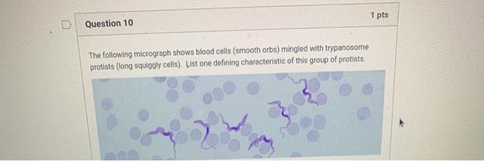 Solved 1 pts Question 10 The following micrograph shows | Chegg.com