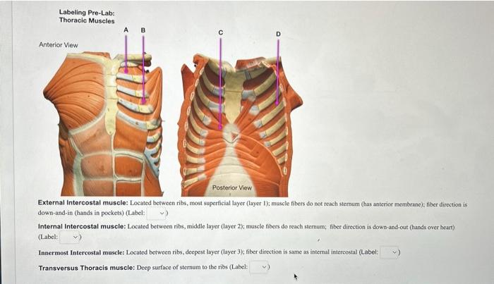 Solved External Intercostal muscle: Located between ribs, | Chegg.com