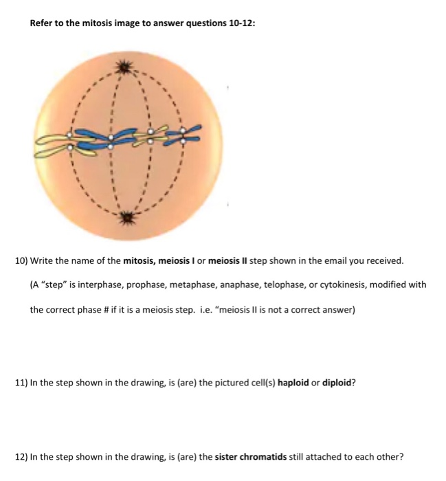 Solved 8) Name AND describe the cell division error that | Chegg.com
