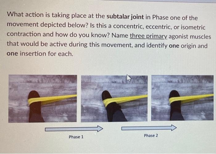 Solved What action is taking place at the subtalar joint in | Chegg.com