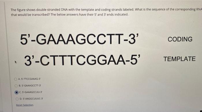 Solved The figure shows double stranded DNA with the | Chegg.com