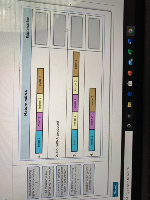 Solved The following eukaryotic structural gene contains two | Chegg.com