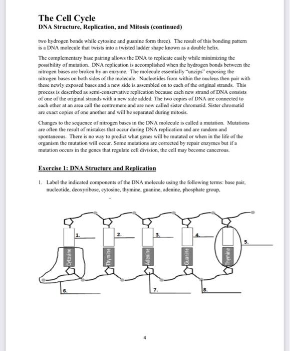 Solved The Cell Cycle DNA Structure, Replication, and | Chegg.com