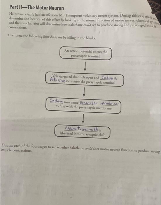 Neuromuscular Junction Flow Chart