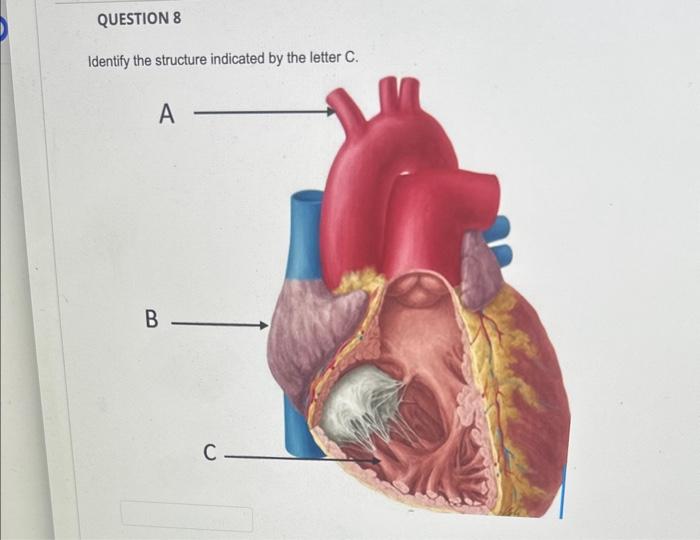 Solved Identifu tha structure indicated bv the letter C. | Chegg.com