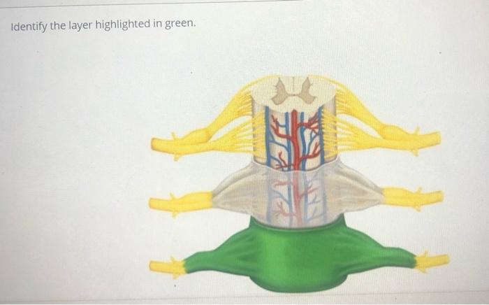 Solved Identify the layer highlighted in green. NE | Chegg.com