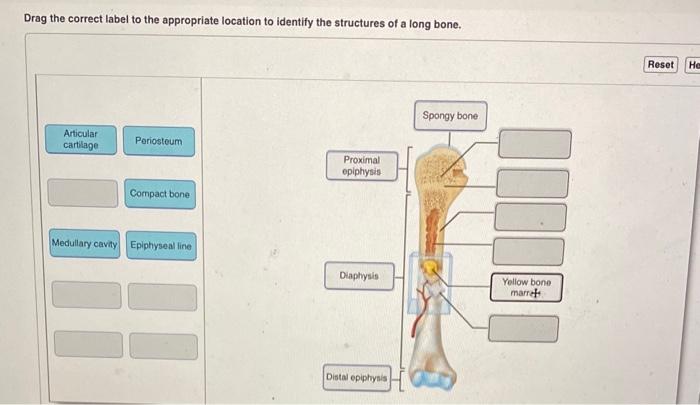 Solved Drag the correct label to the appropriate location to | Chegg.com