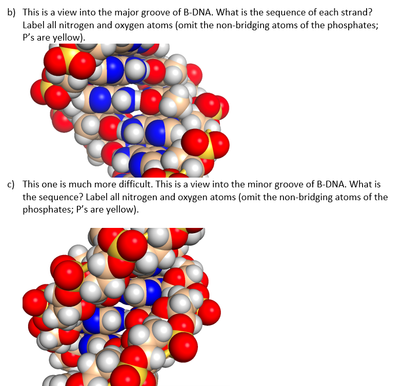 Solved b) ﻿This is a view into the major groove of B-DNA. | Chegg.com