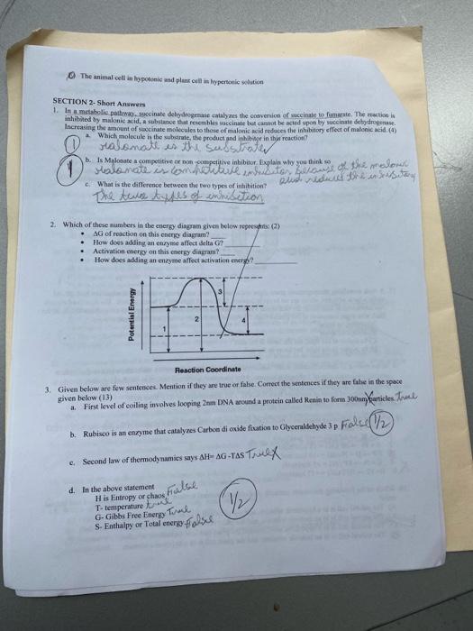Solved SECTION 2-Short Answers Increasing by amount of | Chegg.com