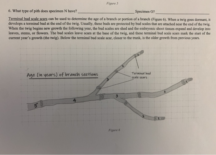 Solved Figure 5 6. What type of pith does specimen N have? | Chegg.com