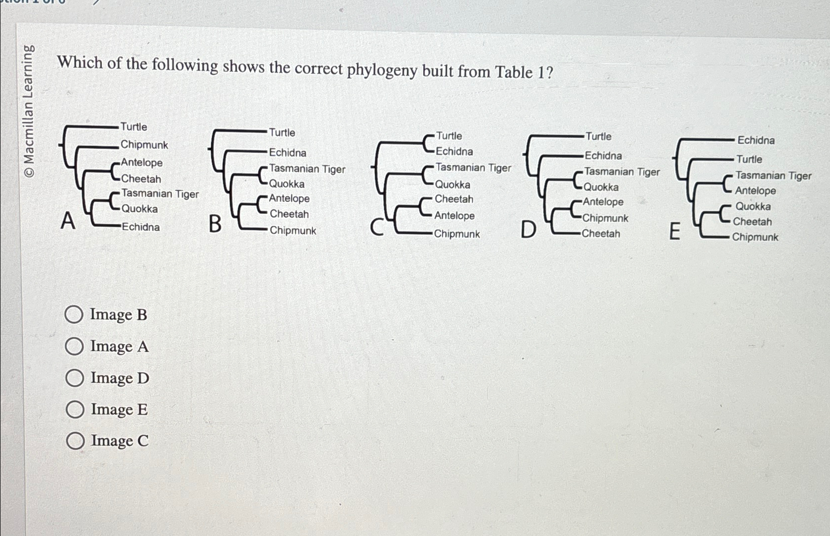 Solved Which of the following shows the correct phylogeny | Chegg.com