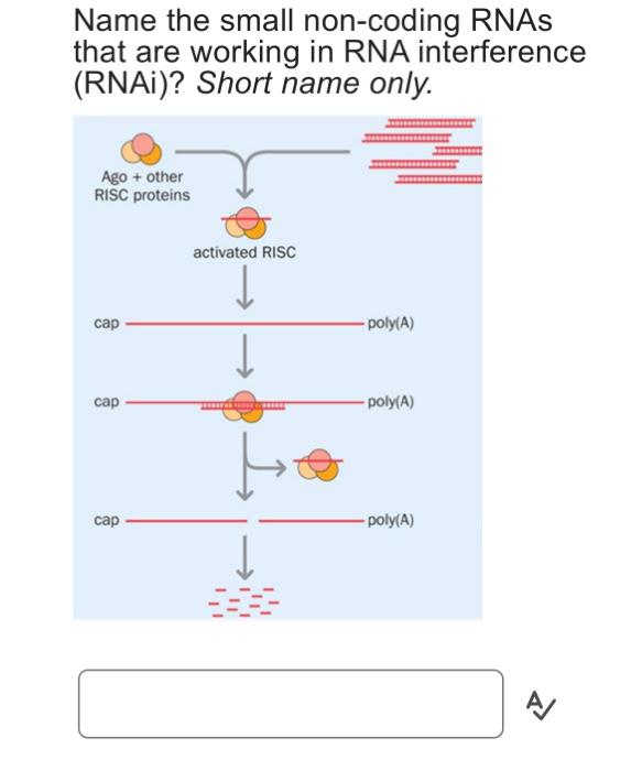 Solved Name the small non-coding RNAs that are working in | Chegg.com