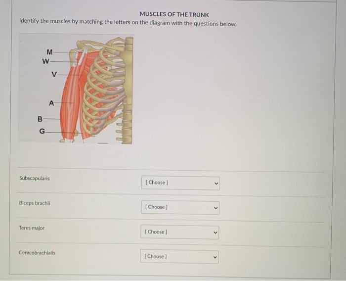 Solved MUSCLES OF THE TRUNK Matching, Match the letters on | Chegg.com