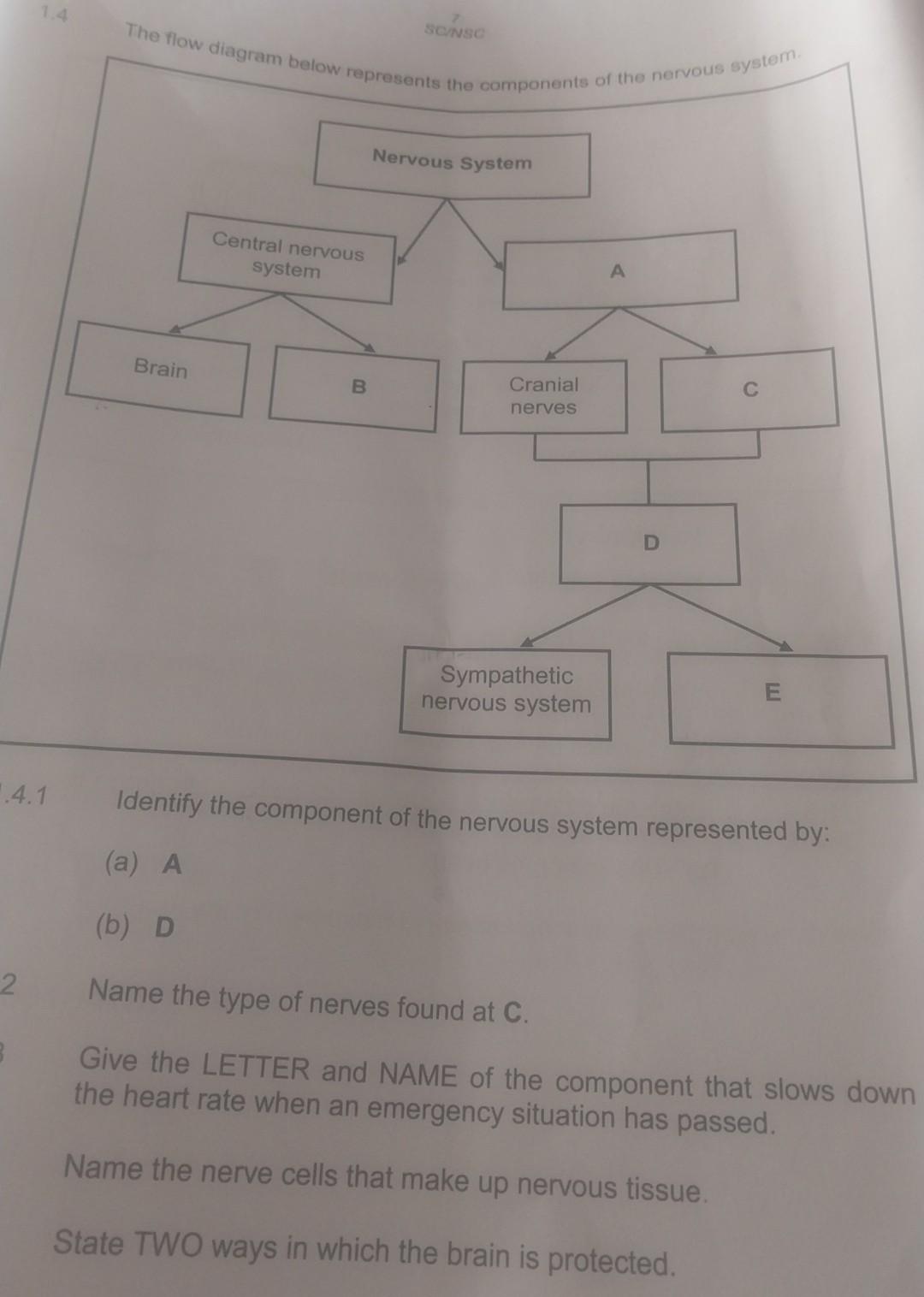 Solved 4.1 Identify the component of the nervous system | Chegg.com