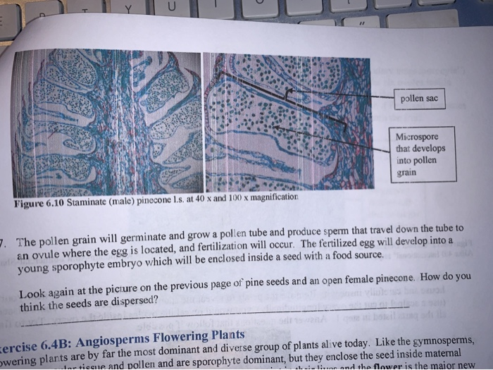 Solved mifers (Coniferophyta) which yol wycle chart (Fig | Chegg.com